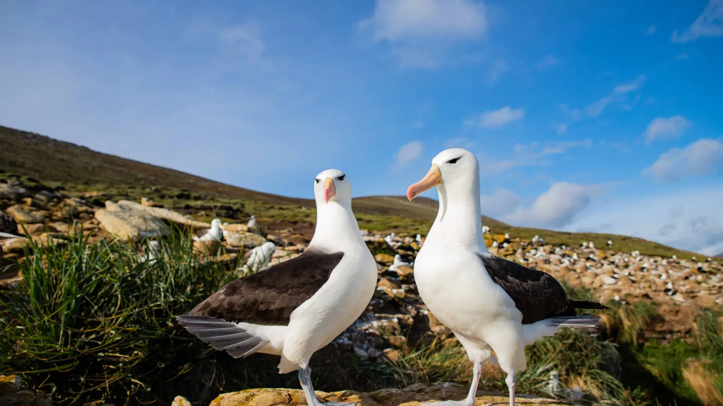 Fakta och praktisk information om Falklandsöarna